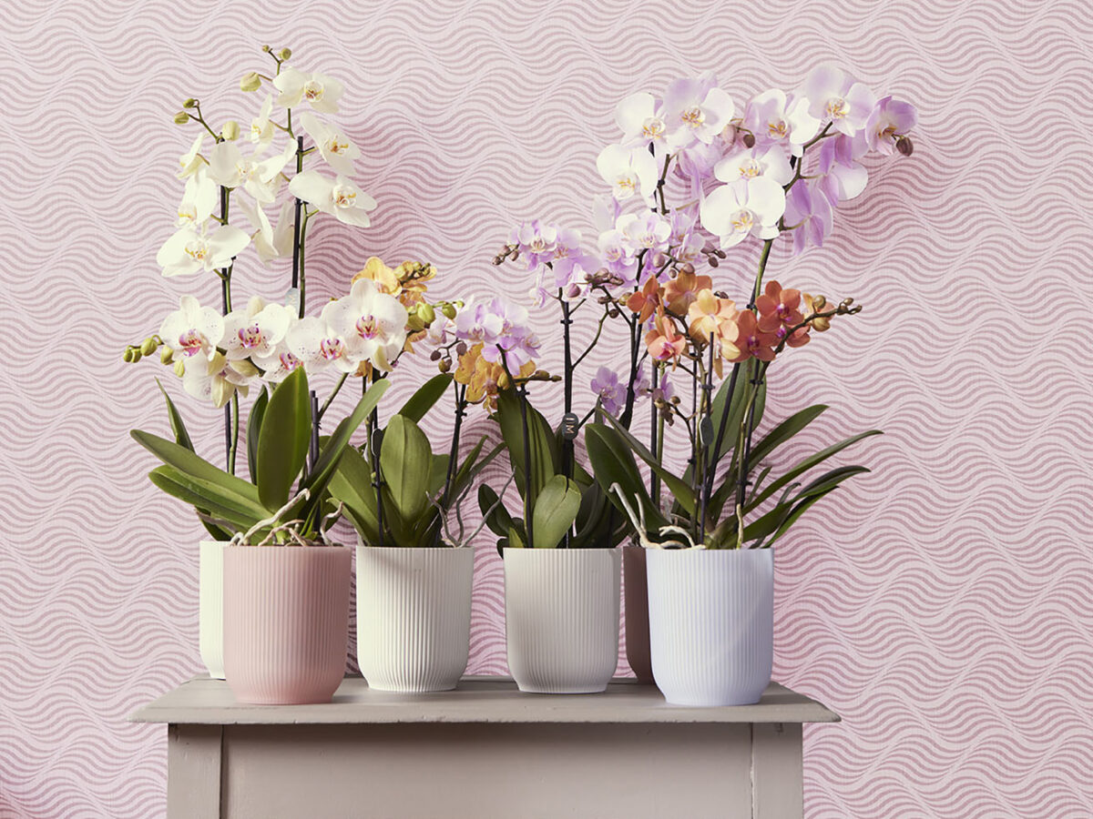 Elho plant pots are a sustainable, stylish choice for green gardeners ...