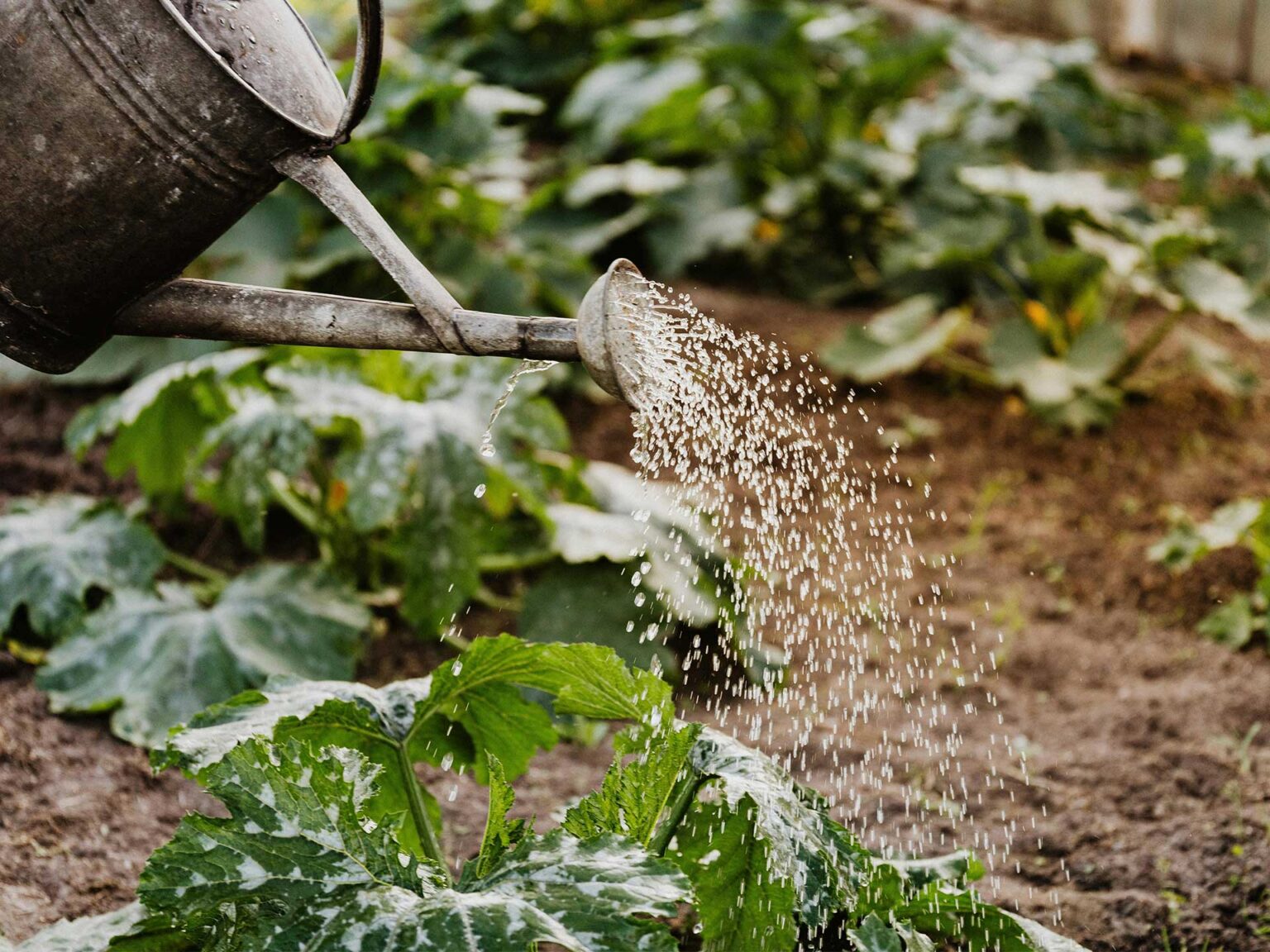 No-dig gardening guide - Grand Designs Magazine