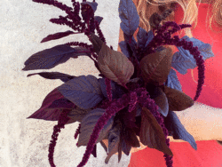 How to design an edimental garden : Grand Designs Magazine