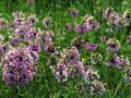 How to design an edimental garden : Grand Designs Magazine