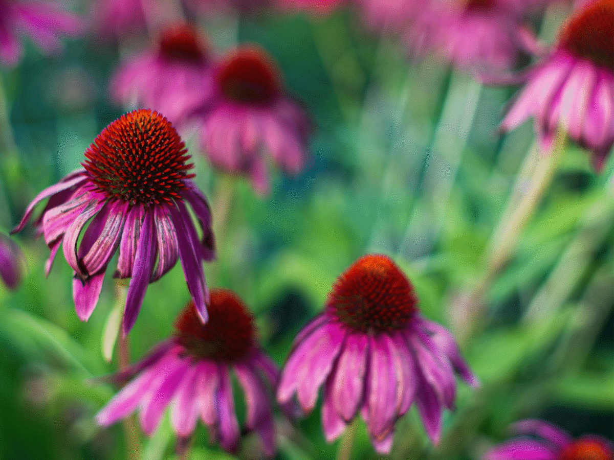 How to design an edimental garden : Grand Designs Magazine