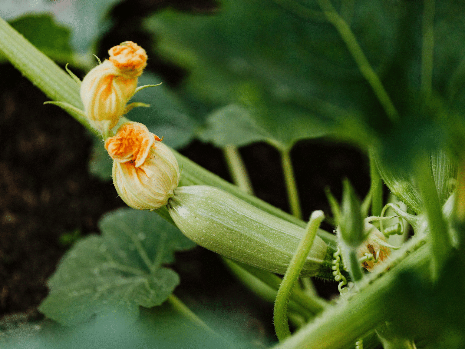 How to design an edimental garden : Grand Designs Magazine